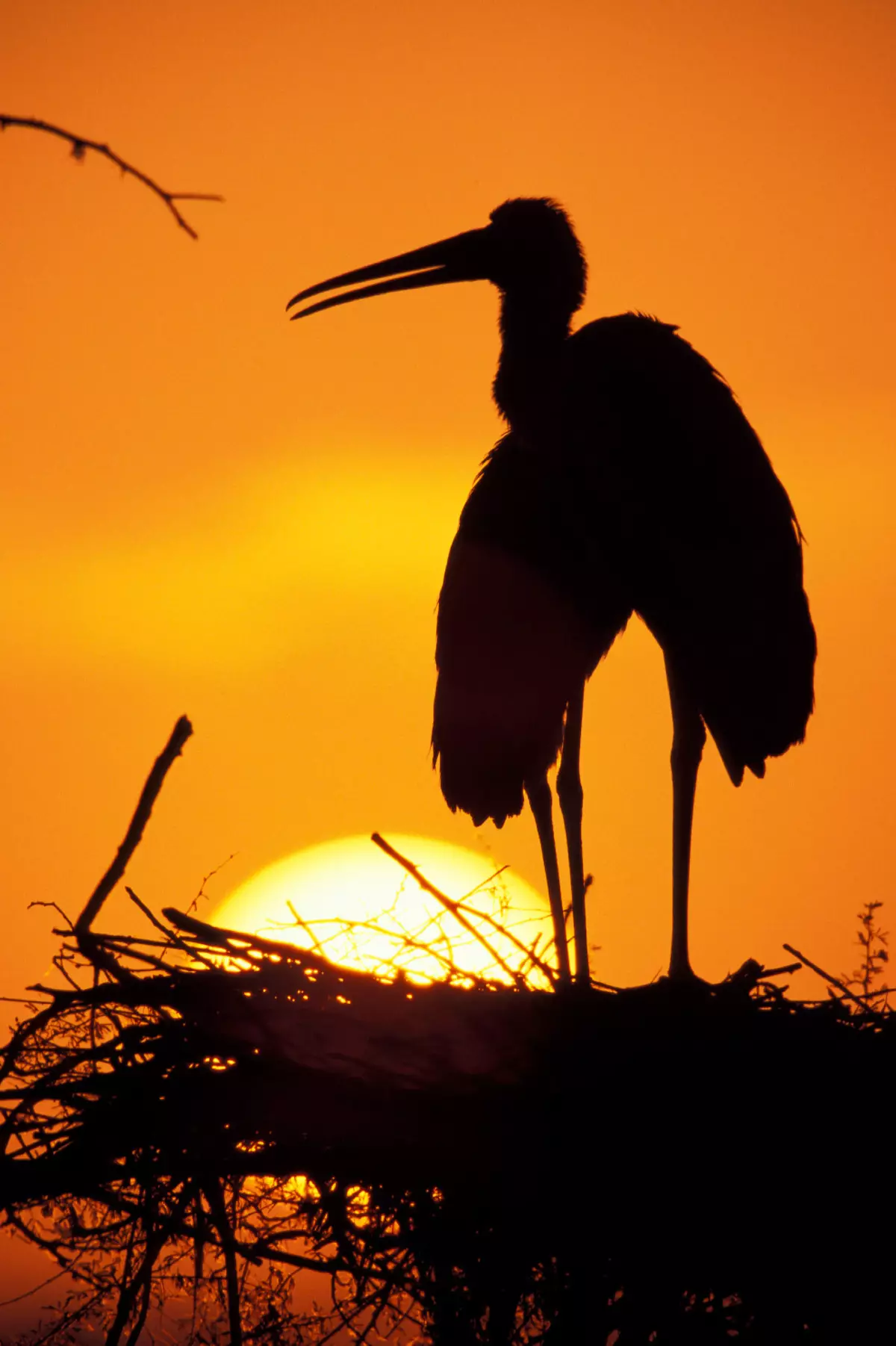 7. Elk au coucher du soleil.