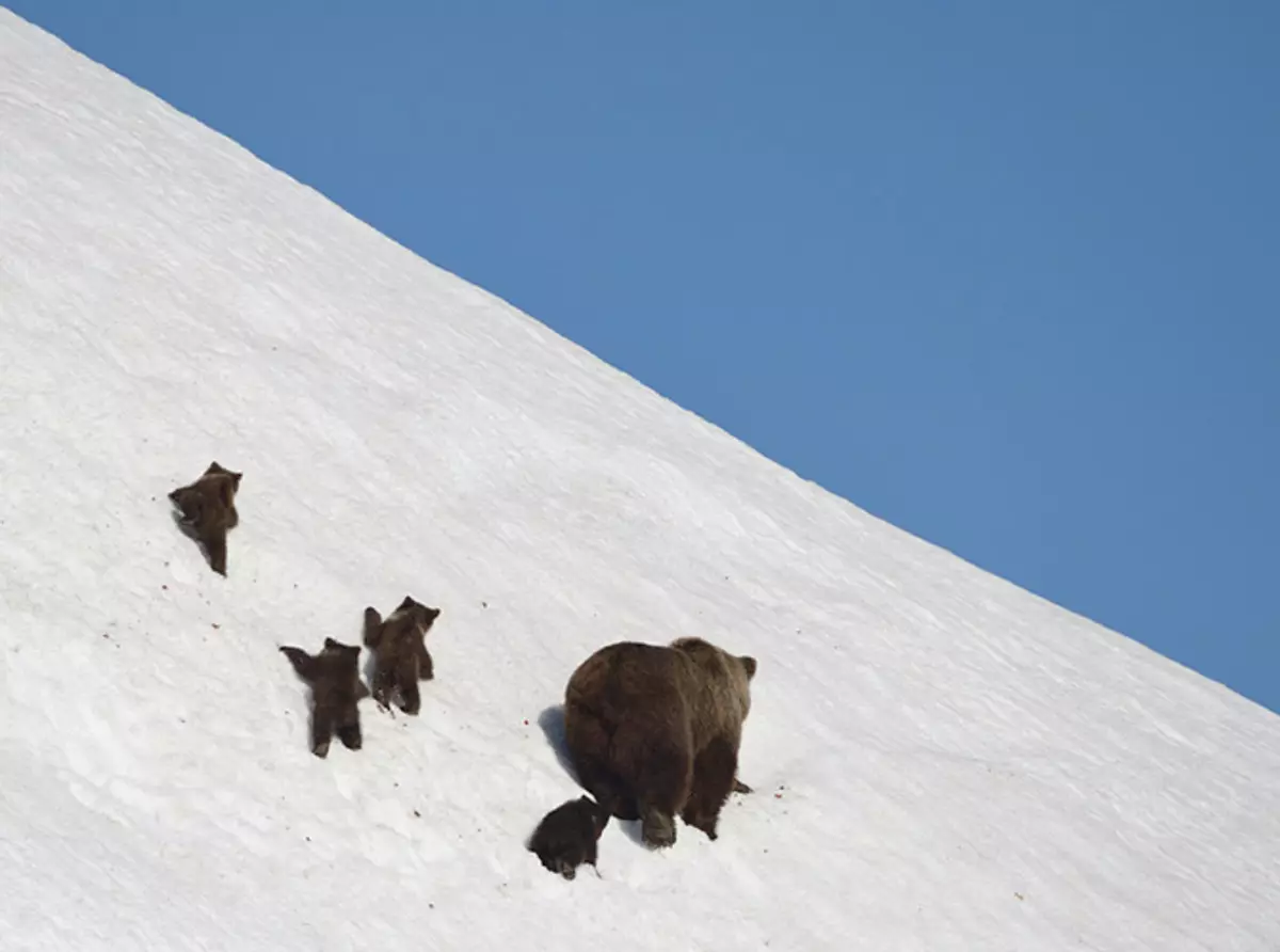 Com viuen els óssos a Kamchatka ... Fotògraf Igor Stilekok 12478_1