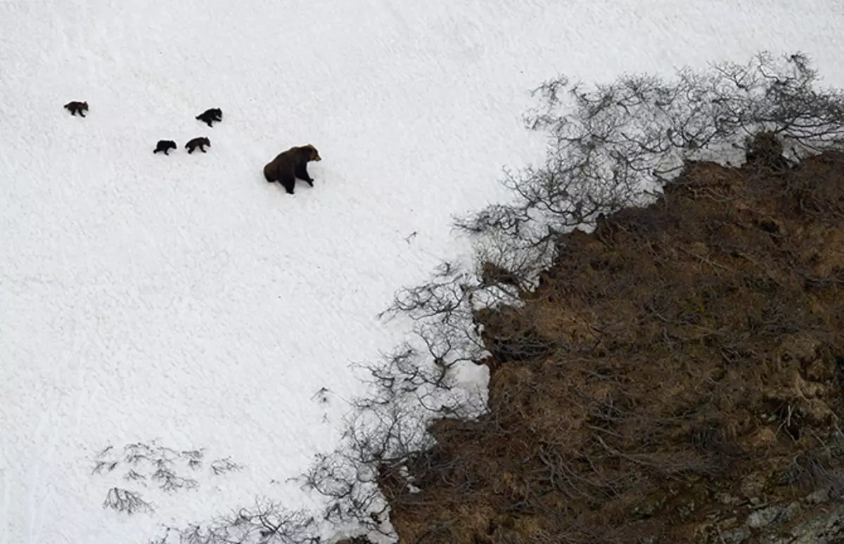 Cén chaoi a bhfuil Bears beo ar Kamchatka ... Grianghrafadóir Igor Stilekok 12478_11