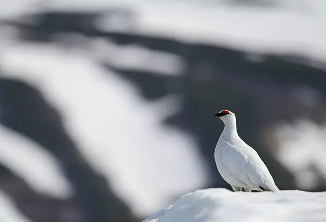 Com viuen els óssos a Kamchatka ... Fotògraf Igor Stilekok 12478_14