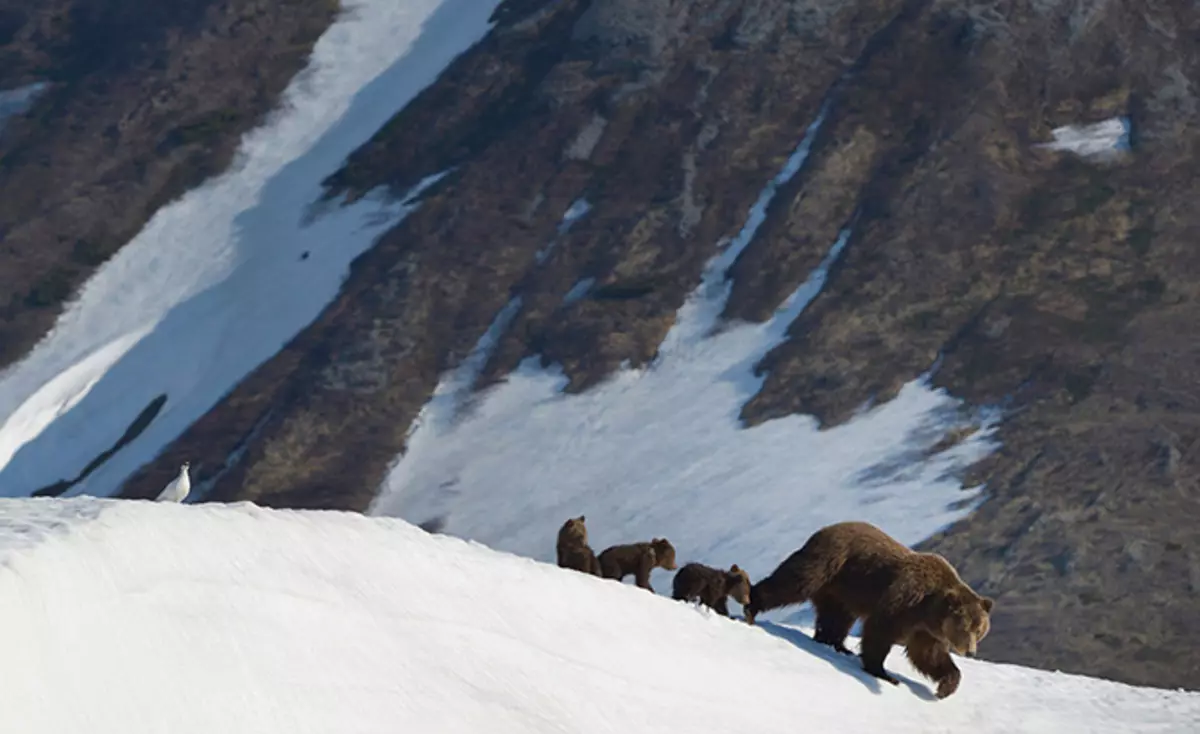 Cén chaoi a bhfuil Bears beo ar Kamchatka ... Grianghrafadóir Igor Stilekok 12478_15