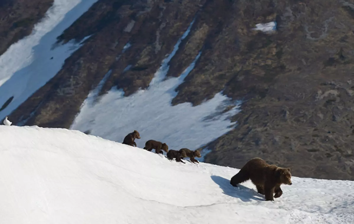 Cén chaoi a bhfuil Bears beo ar Kamchatka ... Grianghrafadóir Igor Stilekok 12478_16