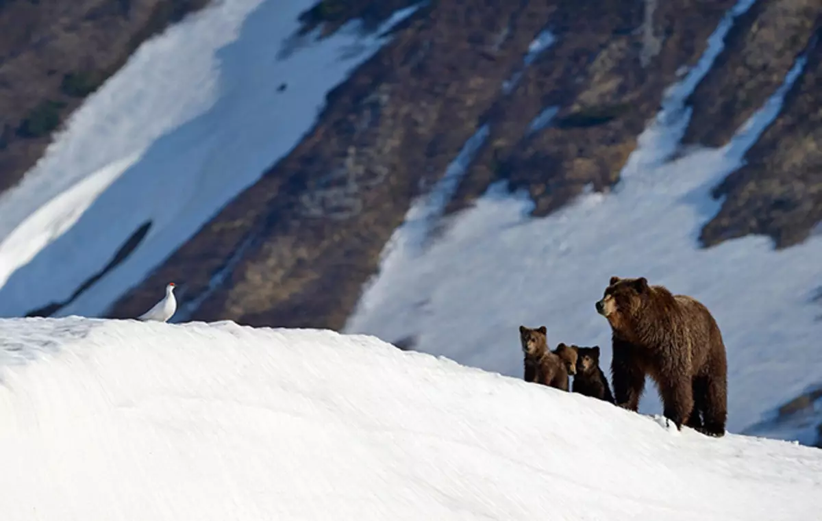 Cén chaoi a bhfuil Bears beo ar Kamchatka ... Grianghrafadóir Igor Stilekok 12478_19