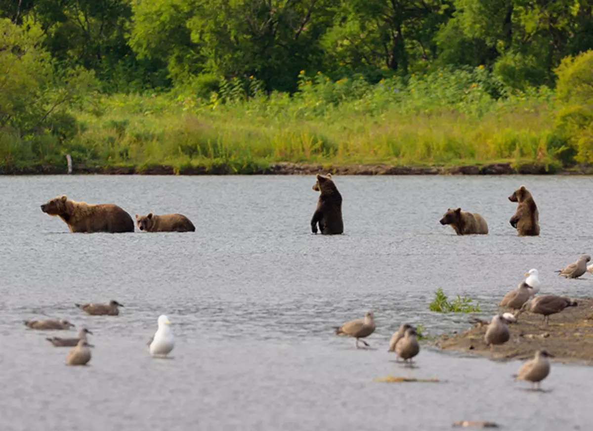 Cén chaoi a bhfuil Bears beo ar Kamchatka ... Grianghrafadóir Igor Stilekok 12478_20