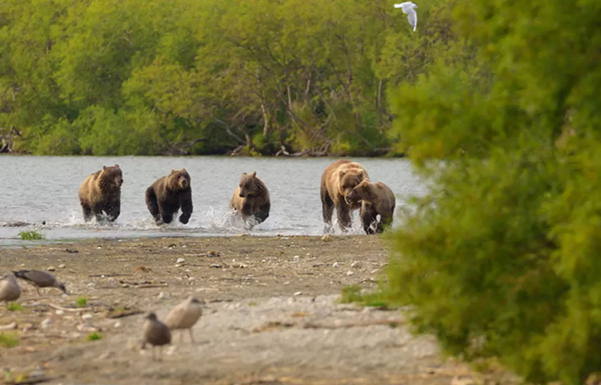 Saol na mbears i Kamchatka