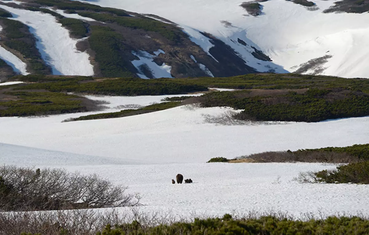 Cén chaoi a bhfuil Bears beo ar Kamchatka ... Grianghrafadóir Igor Stilekok 12478_4