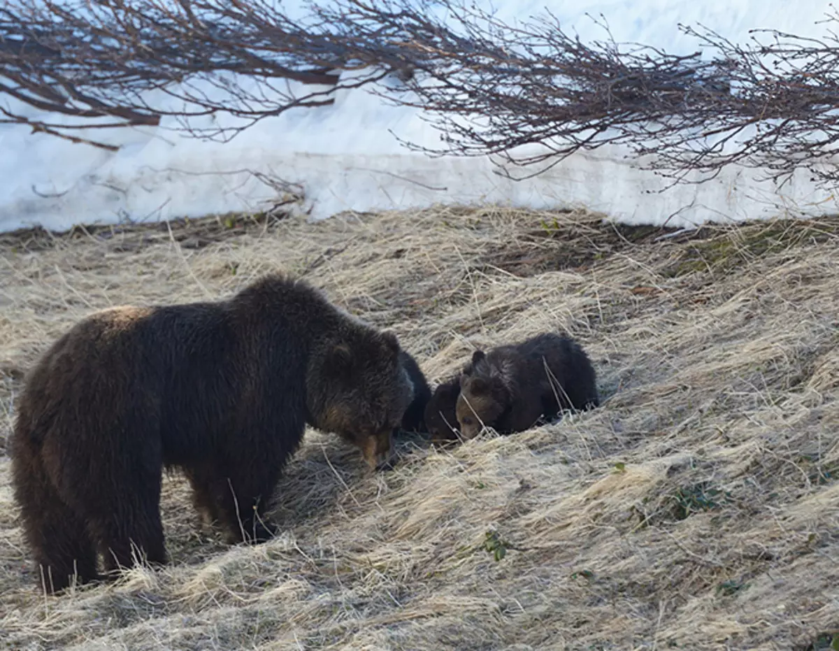 Cén chaoi a bhfuil Bears beo ar Kamchatka ... Grianghrafadóir Igor Stilekok 12478_6