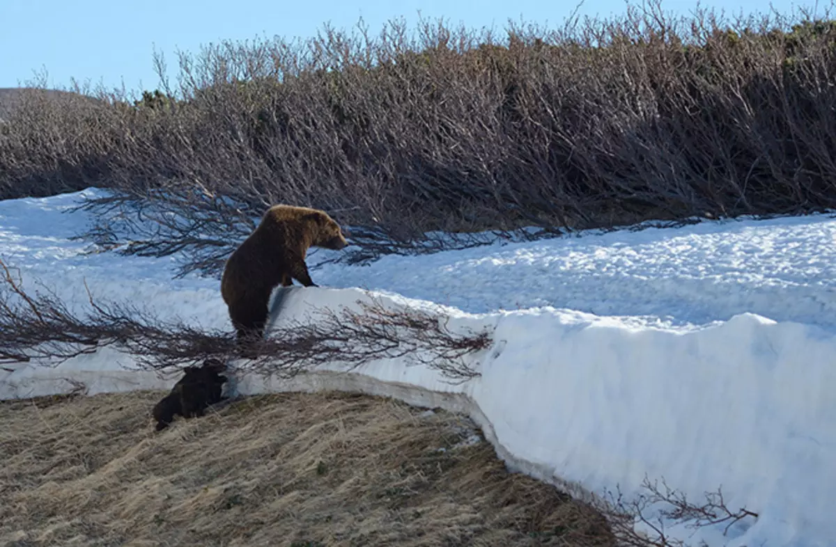 Cén chaoi a bhfuil Bears beo ar Kamchatka ... Grianghrafadóir Igor Stilekok 12478_7