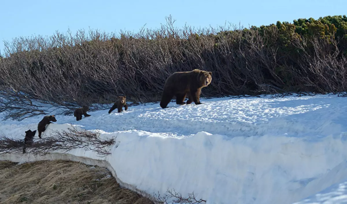 Cén chaoi a bhfuil Bears beo ar Kamchatka ... Grianghrafadóir Igor Stilekok 12478_8