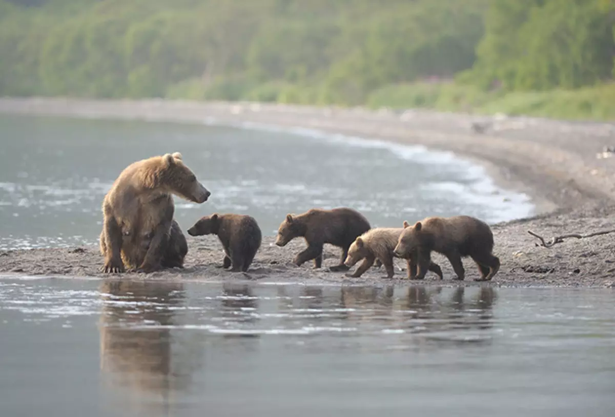 Com viuen els óssos a Kamchatka ... Fotògraf Igor Stilekok 12478_9