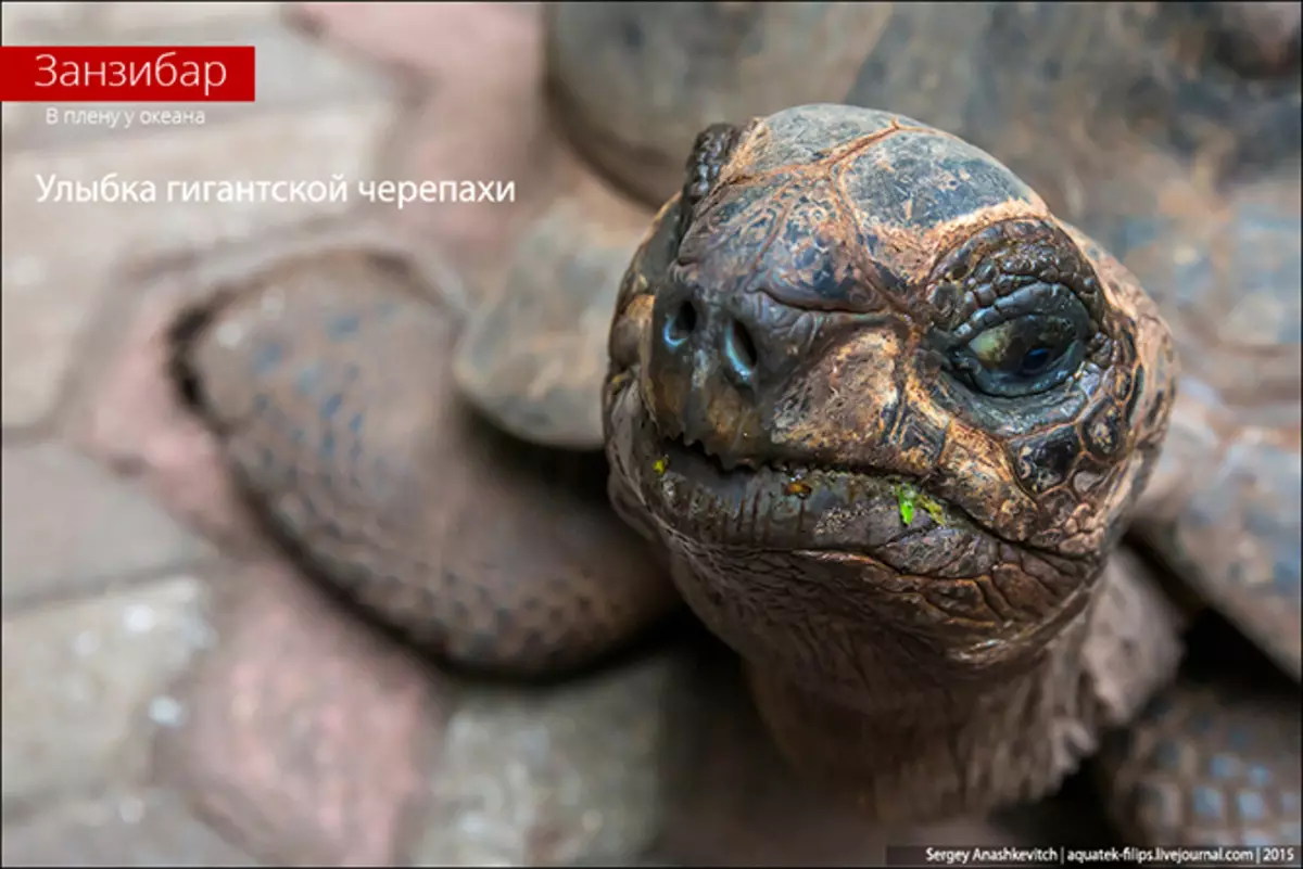 Aquestes tortugues són realment enormes! Sergey Anashkevich 12482_1