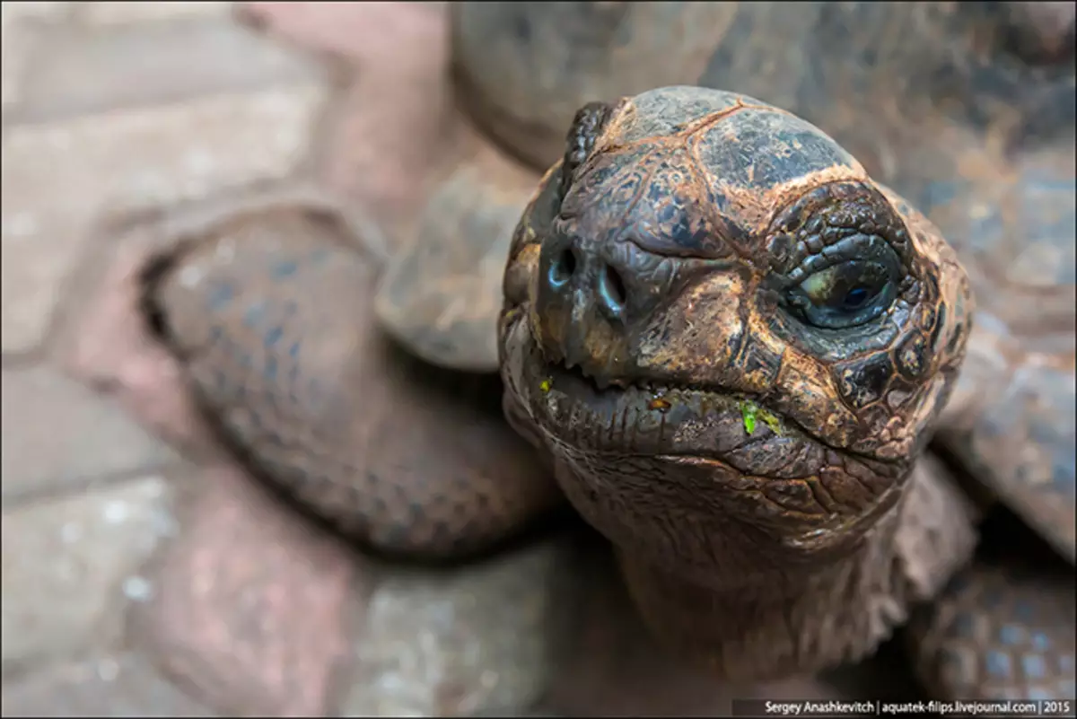 Estas tortugas son realmente enormes! Sergey Anashkevich. 12482_10