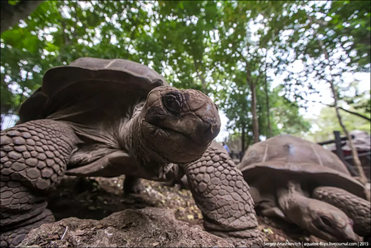 Estas tortugas son realmente enormes! Sergey Anashkevich. 12482_11