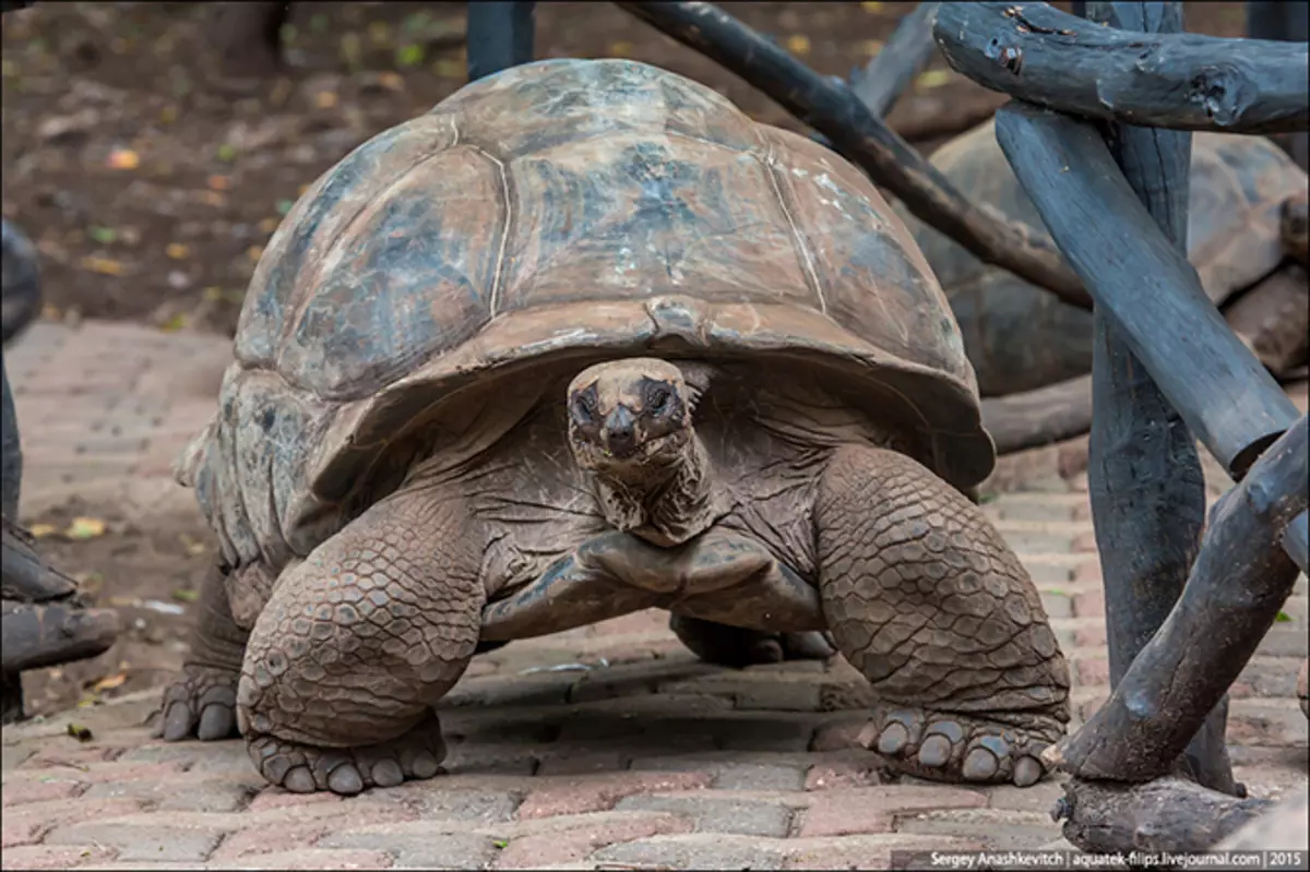 Aquestes tortugues són realment enormes! Sergey Anashkevich 12482_12