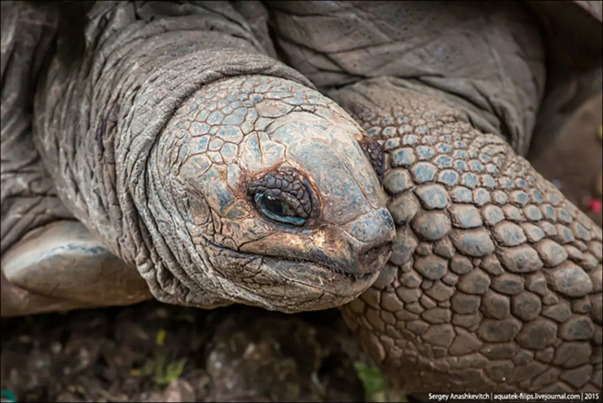 Estas tortugas son realmente enormes! Sergey Anashkevich. 12482_13