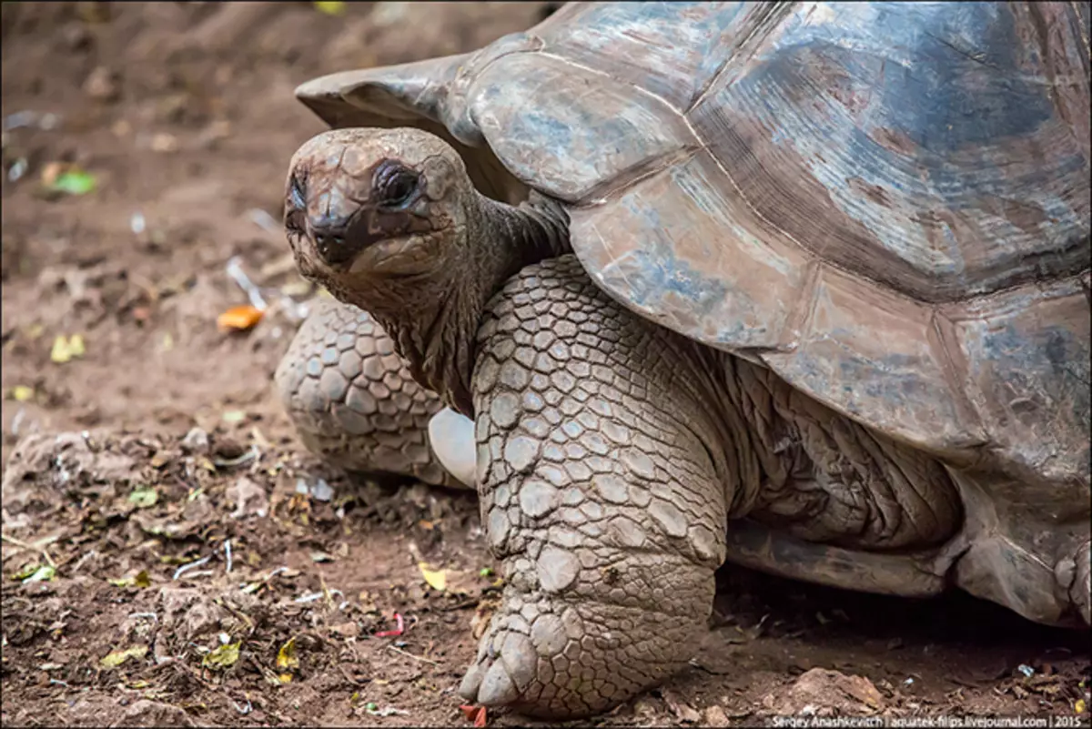 Estas tortugas son realmente enormes! Sergey Anashkevich. 12482_15