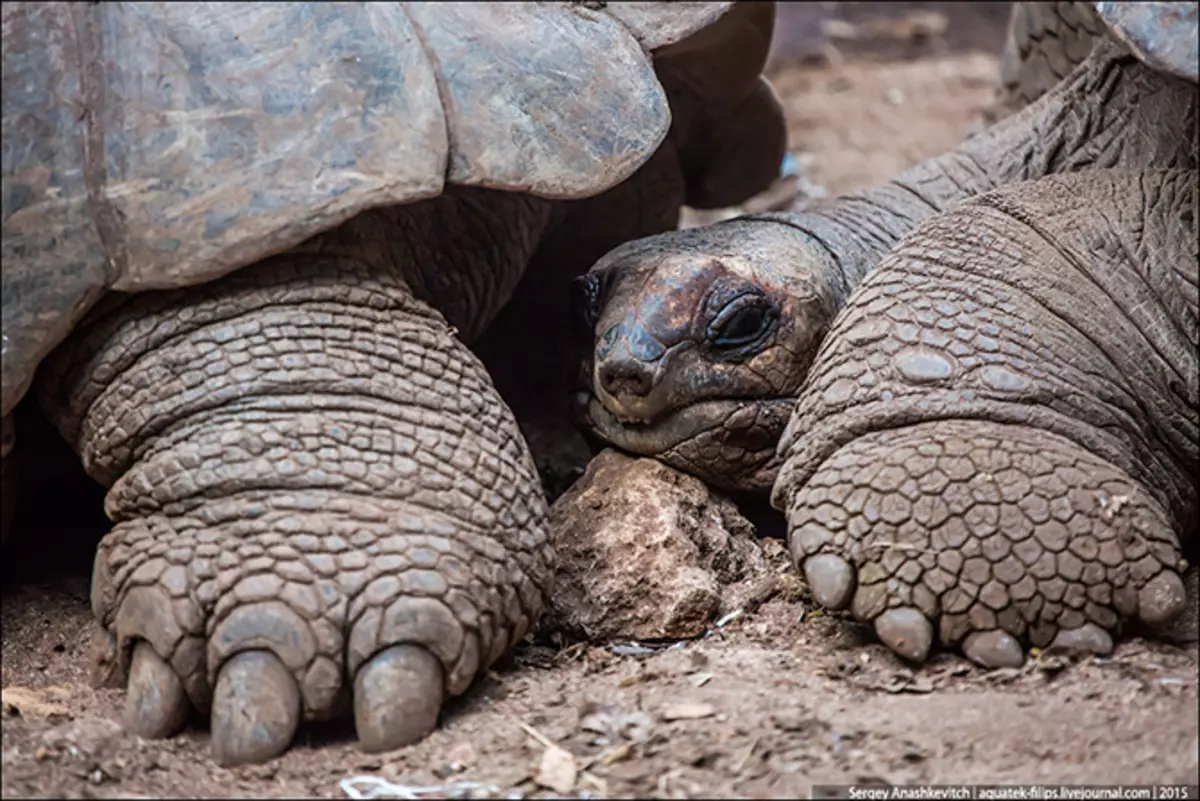 Estas tortugas son realmente enormes! Sergey Anashkevich. 12482_17