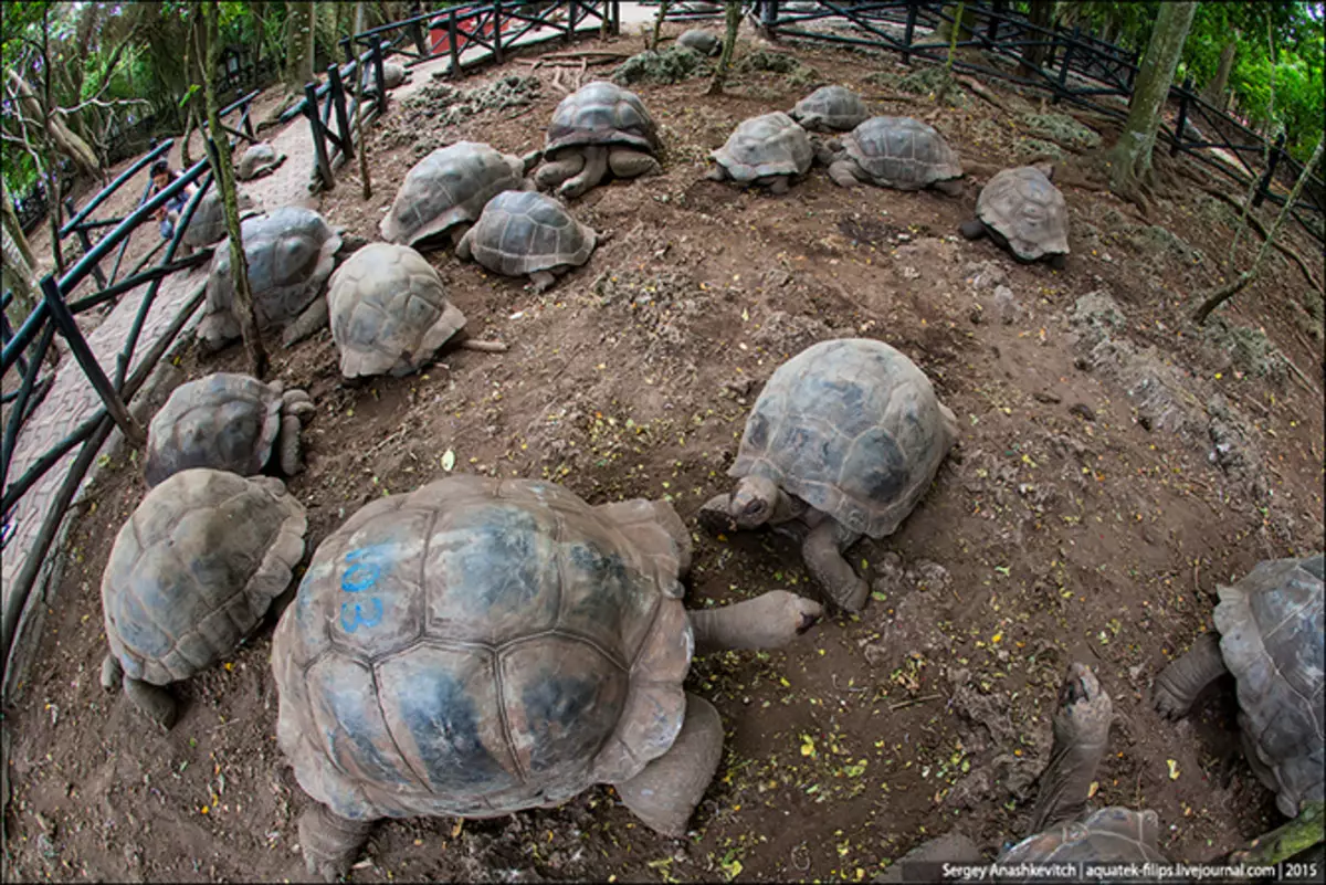 Aquestes tortugues són realment enormes! Sergey Anashkevich 12482_3