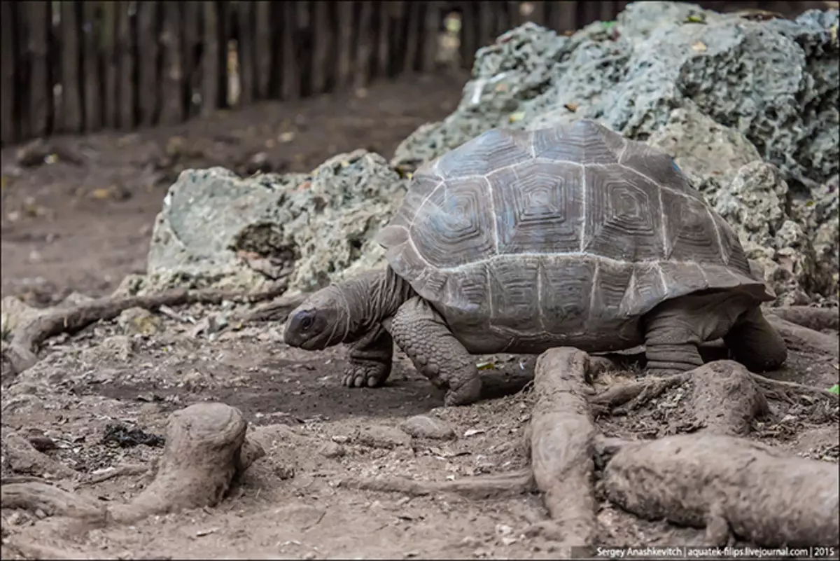 Estas tortugas son realmente enormes! Sergey Anashkevich. 12482_4