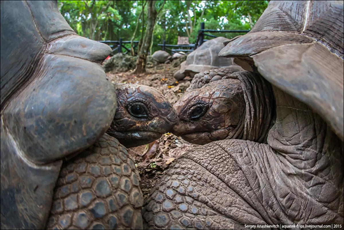 Aquestes tortugues són realment enormes! Sergey Anashkevich 12482_6