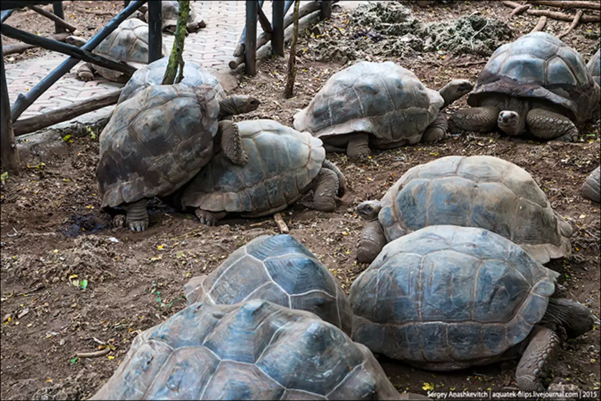 Aquestes tortugues són realment enormes! Sergey Anashkevich 12482_7