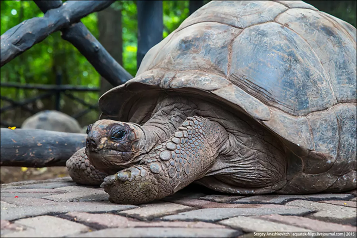 Aquestes tortugues són realment enormes! Sergey Anashkevich 12482_8