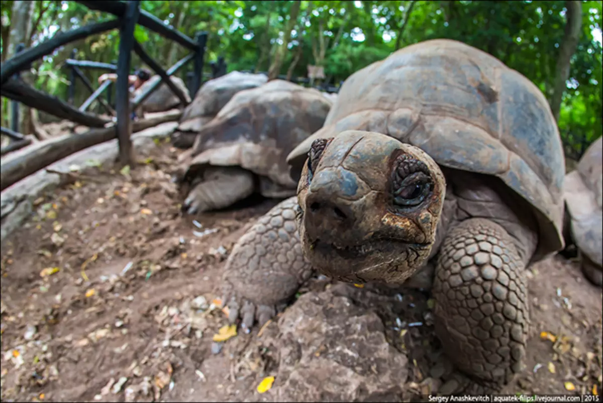 Aquestes tortugues són realment enormes! Sergey Anashkevich 12482_9