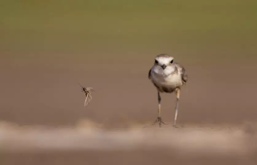 Isebenza Photo Photo National Geographic Traveller 2015 12508_4