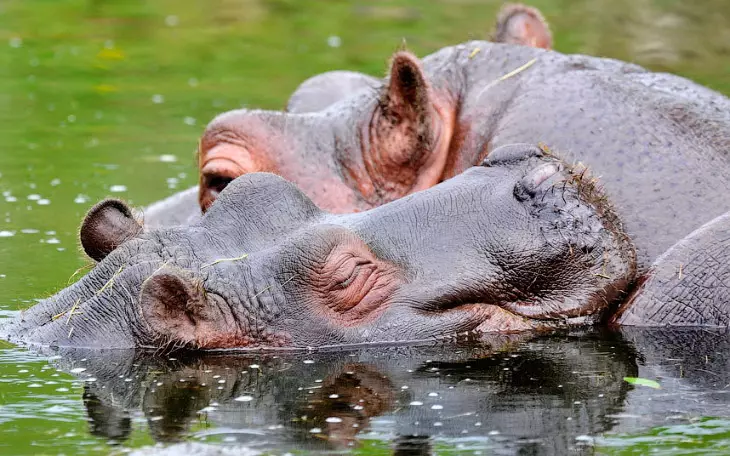 2. မဆက်သွယ်တာကပိုကောင်းတယ်။ ခြင်္သေ့, မြစ်ကိုလွှဲ, မိကျောင်းကိုမြင်လျှင်, သိသိသာသာအရှိန်မြှင့်ရန်ဆုံးဖြတ်ခဲ့သည်။ (ဓာတ်ပုံ Marn ။