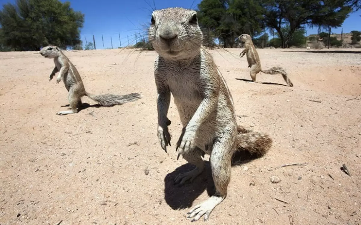 12. Doble sort. El gos hyennal està perseguint a Impanti, es precipita a l'aigua ... (Foto Hannes Lochner):