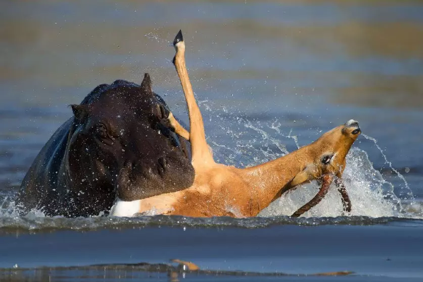 14. Veľký biely žralok chytí pečať v Južnej Afrike. (Foto C & M Fallows):