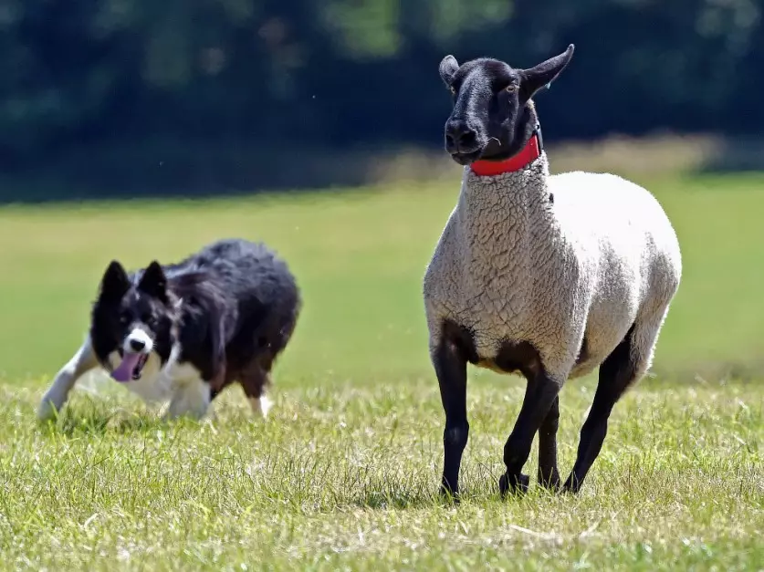 20. Porträtt. Tigrenok och hund, Slovakien. (Foto Ivan Kova):