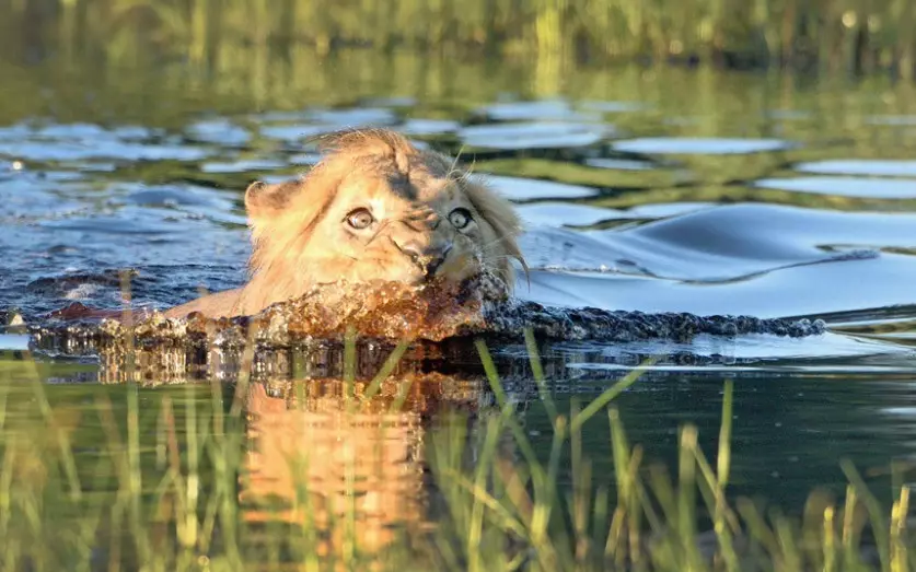 3. Tooty Crocodile. (ფოტო რალფ პაპრციკი):