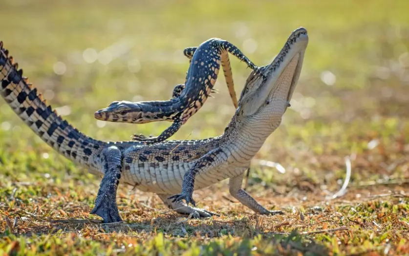 7. alb-negru. Turma de zebre. (Foto manoj shah):