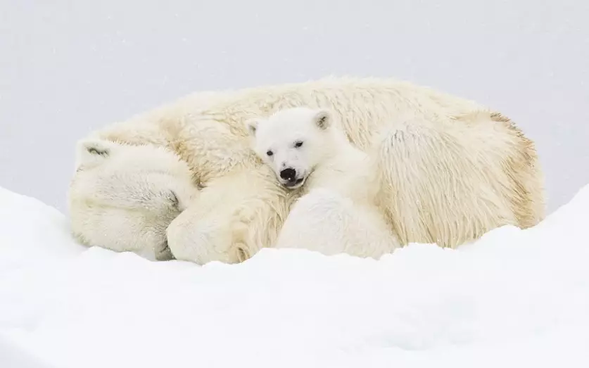 9. Gara en un arbre al capvespre a la Xina. (Foto xinhua):