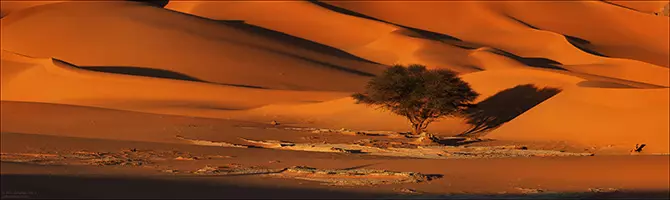 O maior deserto ... Açúcar na lente Peter Ushanova 12540_25