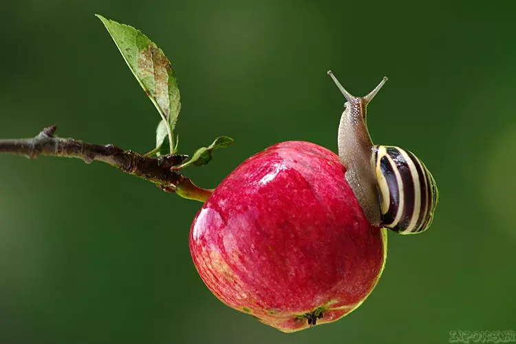 অবসর এবং অদ্ভুত snails বিশ্বের। উত্তেজনাপূর্ণ ছবি;)) 12560_12