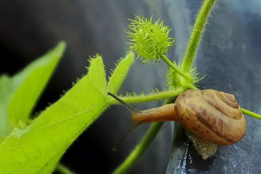 অবসর এবং অদ্ভুত snails বিশ্বের। উত্তেজনাপূর্ণ ছবি;)) 12560_18