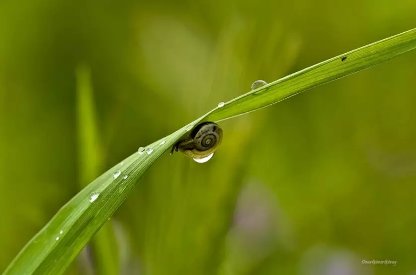 অবসর এবং অদ্ভুত snails বিশ্বের। উত্তেজনাপূর্ণ ছবি;)) 12560_19