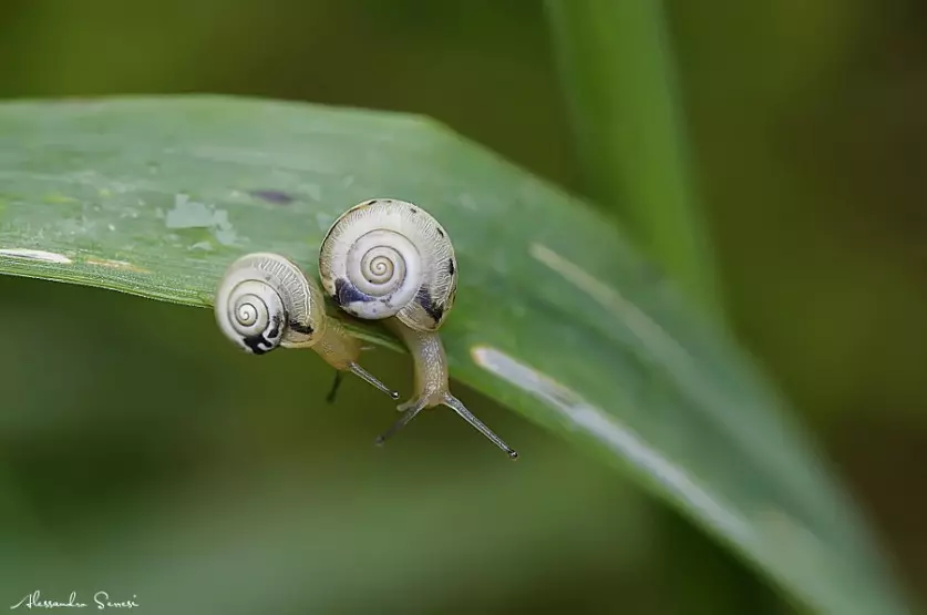 অবসর এবং অদ্ভুত snails বিশ্বের। উত্তেজনাপূর্ণ ছবি;)) 12560_2