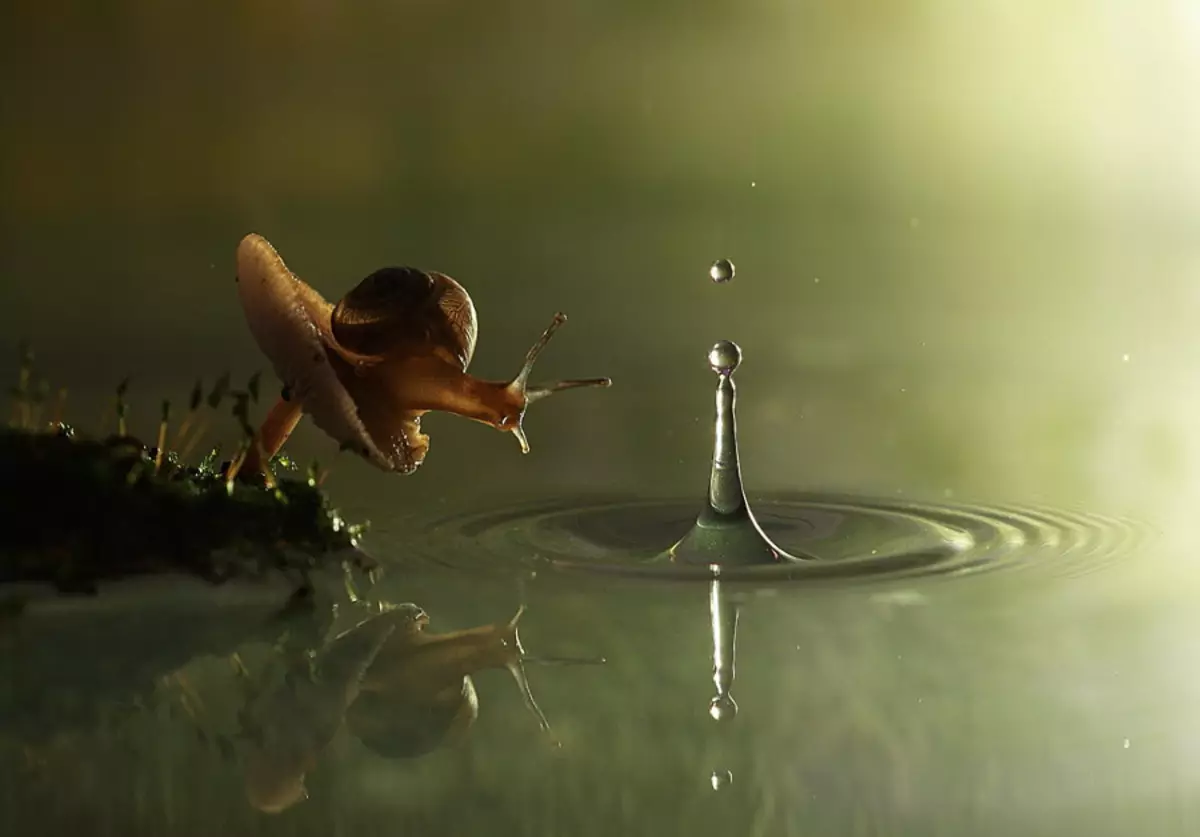 অদ্ভুত snails - 21 বিস্ময়কর ছবি