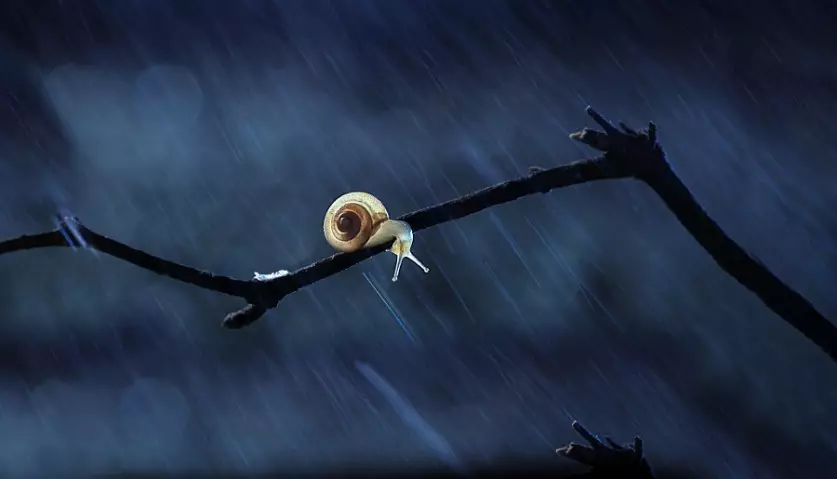 অবসর এবং অদ্ভুত snails বিশ্বের। উত্তেজনাপূর্ণ ছবি;)) 12560_6