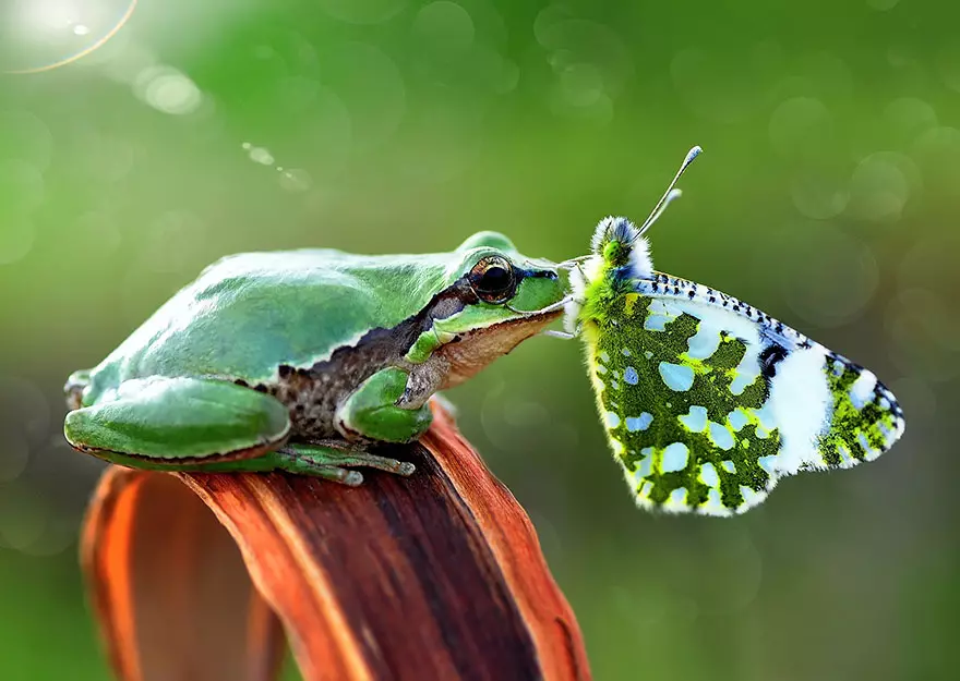 Charmantes und Würdepfosten ... Fotos von Schmetterlingen 12616_9