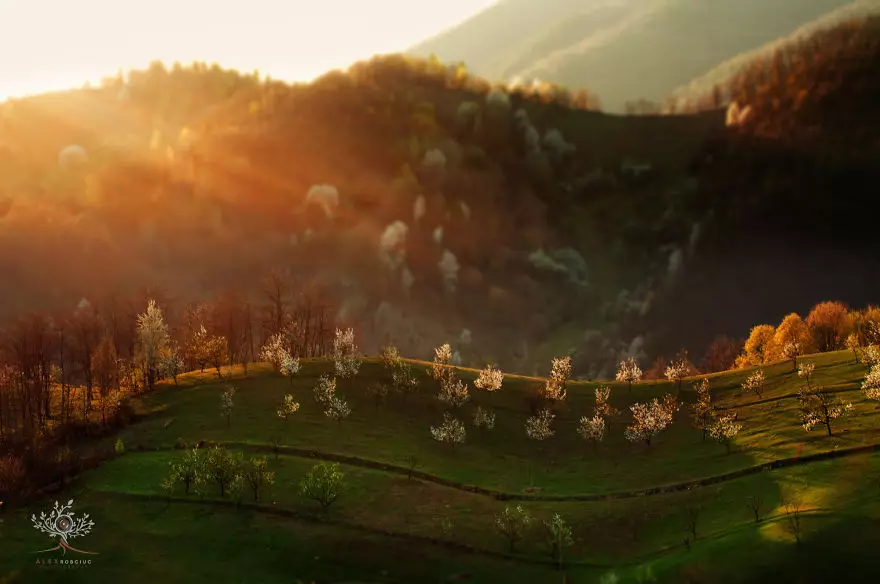 Tempat misterius dengan hutan lebat ... Alex Robciuc Transylvania (Alex Robciuc) 12620_2