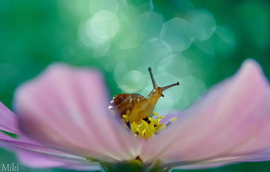 Cov Tsiaj Tsiaj Zoo Nkauj Macro hauv Lens ntawm Asai Miki (Miki Asai) 12712_1