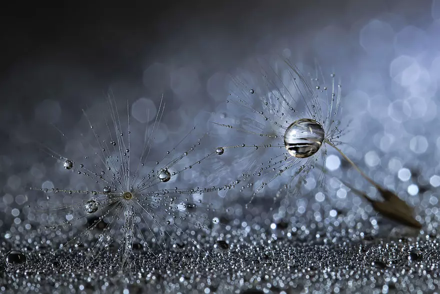 Smukke dyreliv makro i linsen af ​​Asai Miki (Miki Asai) 12712_11