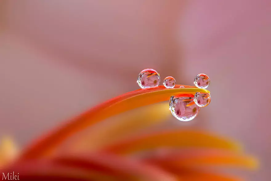 Macro động vật hoang dã tuyệt đẹp trong ống kính của Asai Miki (Miki Asai) 12712_13