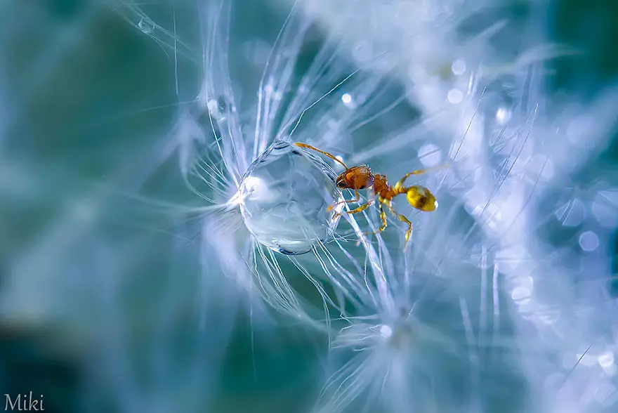 Makro hidupan liar yang indah di dalam lensa Asai Miki (Miki Asai) 12712_14