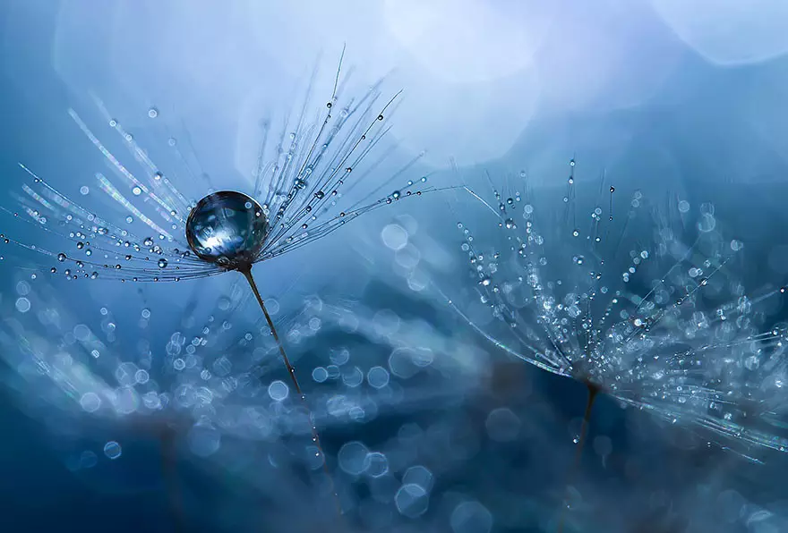 Smukke dyreliv makro i linsen af ​​Asai Miki (Miki Asai) 12712_15