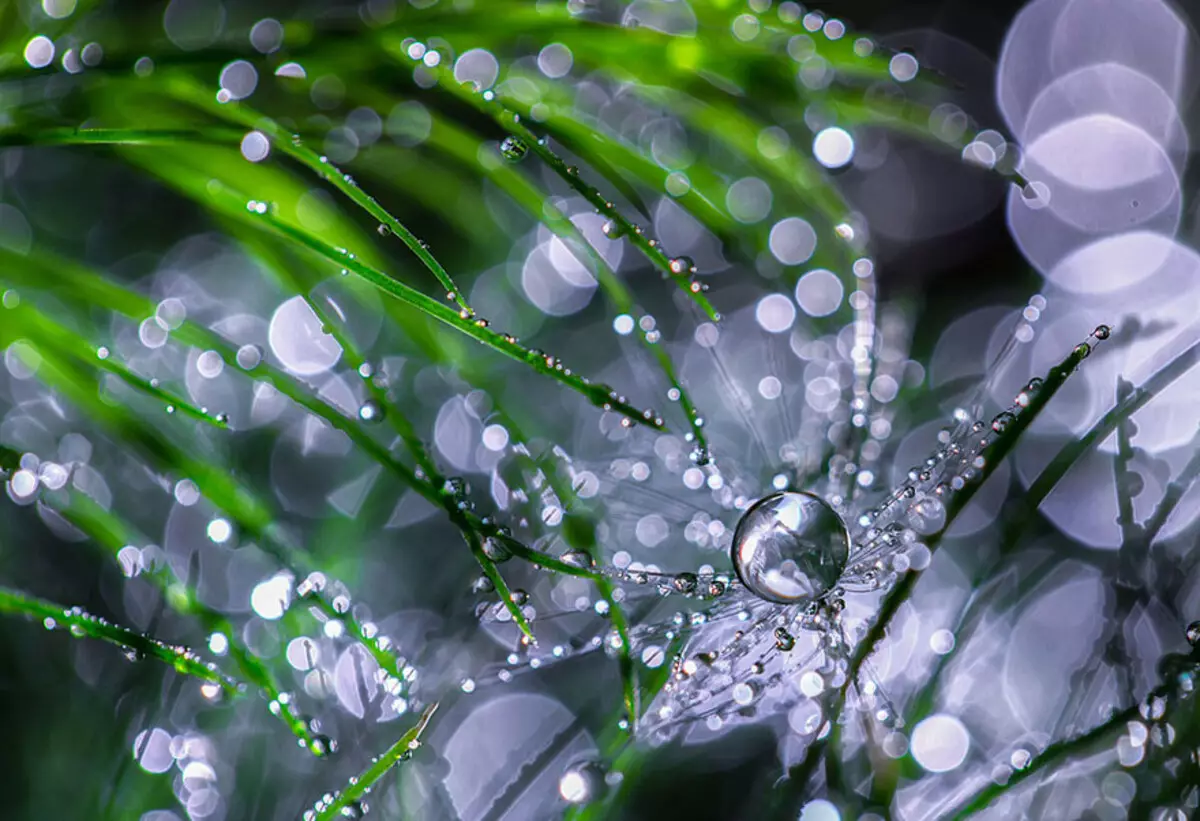 Makro hidupan liar yang indah di dalam lensa Asai Miki (Miki Asai) 12712_16